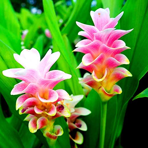 Navya germination Curcuma Bicolor Wonder Best Pack of 20 Ginger Tuber ...