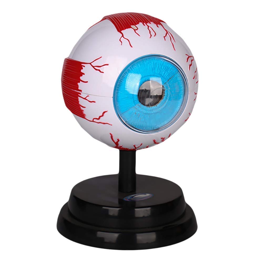 Buy Educational Model Eye Ball Anatomy Model Eye Anatomical Model ...