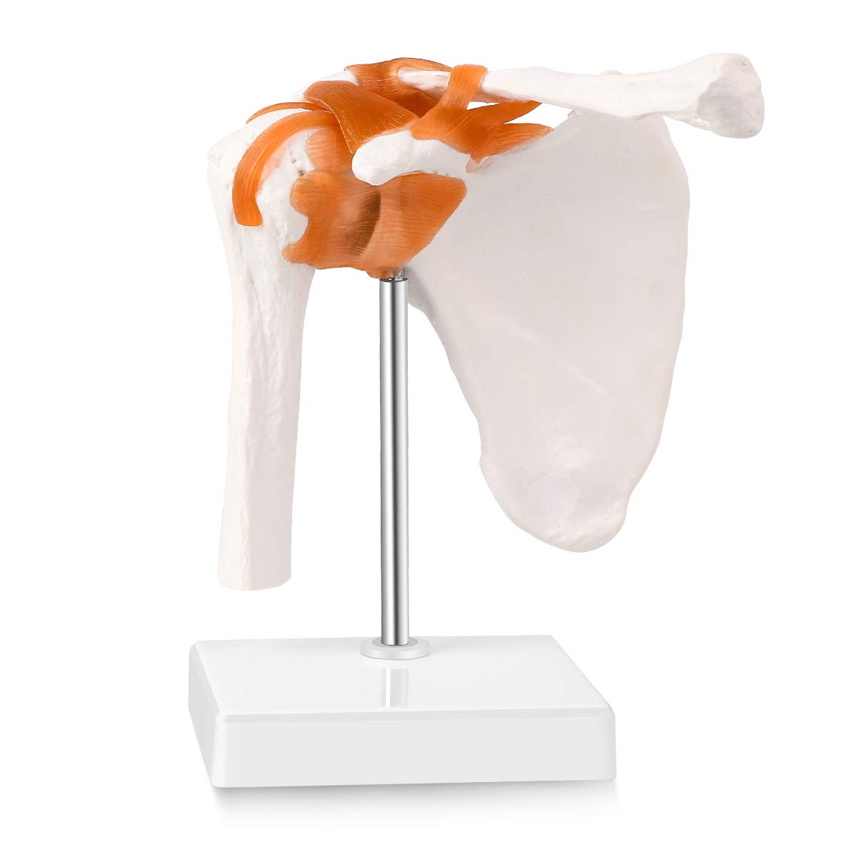 Snapklik.com : LYOU Human Shoulder Joint Model, Life Size Flexible ...
