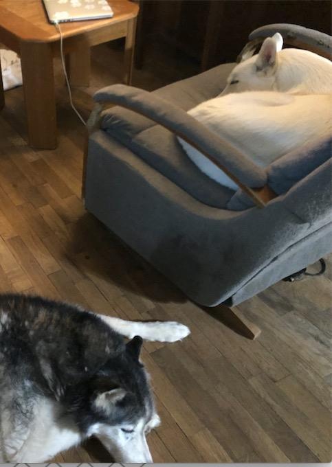 Amazon.com: Funko POP Pets: Pets - Siberian Husky Action Figure : Toys ...