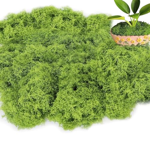 Moose fürs Aquarium – Die 15 besten Produkte im Vergleich | Aquaristik