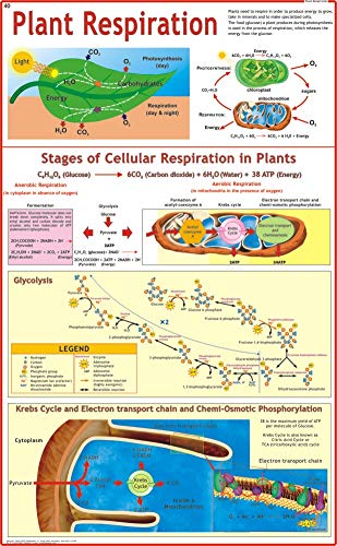 Plant Respiration Diagram
