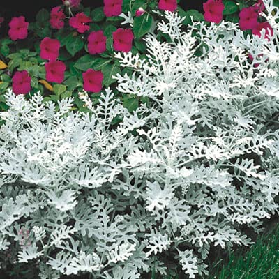 Dusty miller plant - How to grow & care