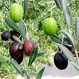 ・ブランド:ＩＴＡＮＳＥ・【オリーブについて】 オリーブは、地中海沿岸を中心に、世界中で広く栽培されている植物で、日本では庭木やシンボルツリー、観葉植物としても人気があります。 樹の寿命がとても長く、1000年を超える老木もあります。 暖か...