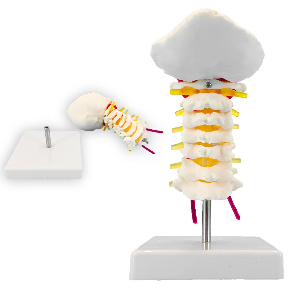 Veipho Cervical Spine Model With Nerves Life Size Cervical Vertebral ...