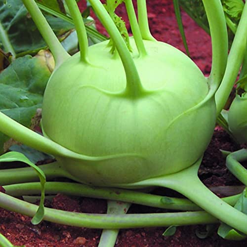 Knol Khol Vegetable Fresh Organic Hybrid Seeds 1-Packet : Amazon.in ...