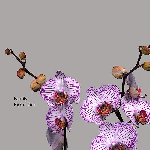 Play Family by Cri-one on Amazon Music