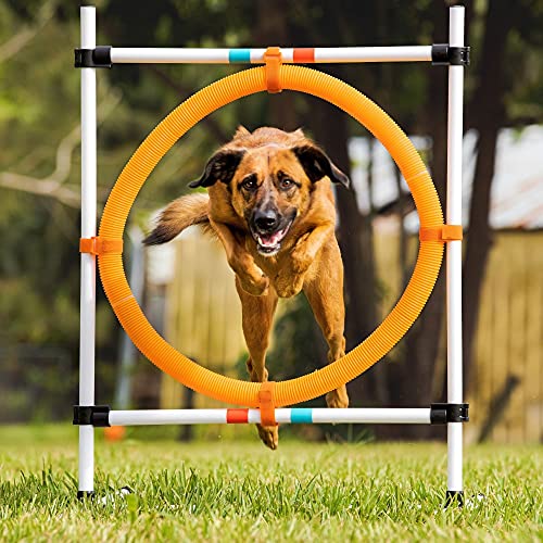 14 Best Agility Sets + Equipment for Dogs for Home Training