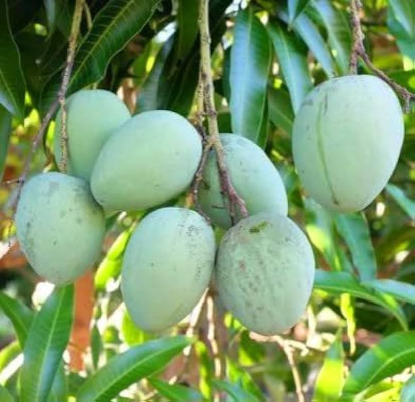 Kesar mango tree plant Pack of 1 : Amazon.in: Garden & Outdoors