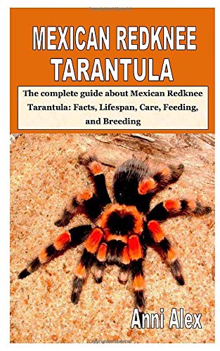 Mexican Redknee Tarantula The Complete Guide About Mexican Redknee ...