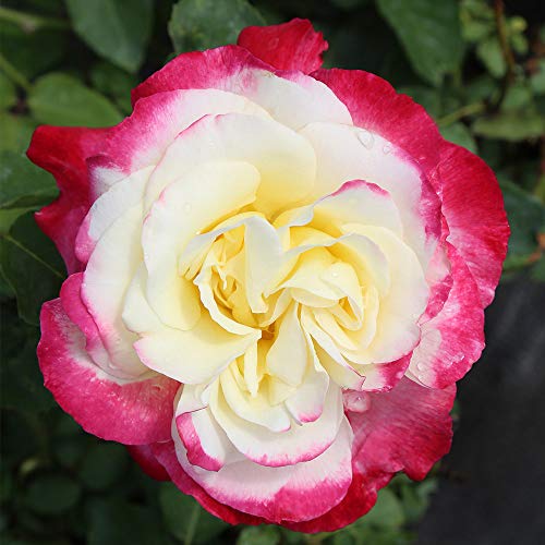 Rose double delight - How to grow & care