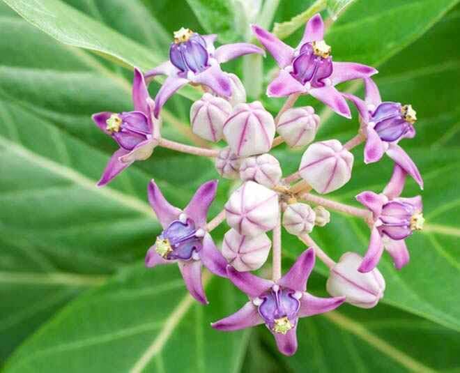 RUKDA aak, Madar seeds (Purple) : Amazon.in: Garden & Outdoors
