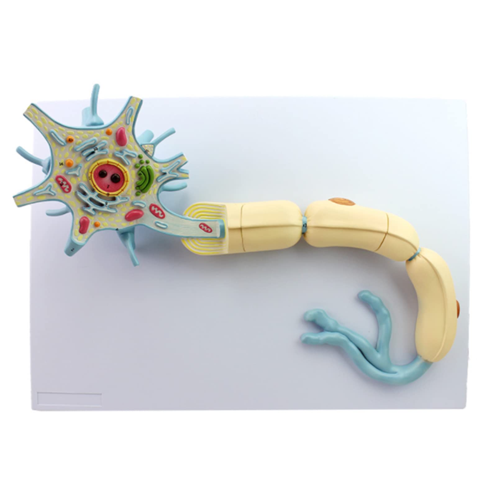 Neuron Model Enlarged Model Of Nerve Fiber Structure Magnified To ...