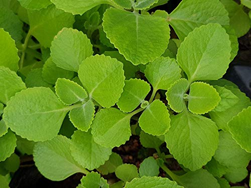 ASPEN® Karpooravalli/Omavalli/Panikoorka Medicinal Healthy Live Plant ...