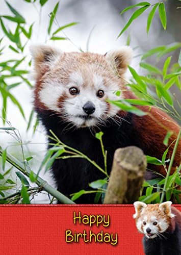 Red Panda Birthday Card : Amazon.co.uk: Stationery & Office Supplies