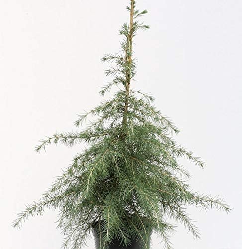 Himalaya Zeder 40-60cm - Cedrus deodara : Amazon.de: Garten