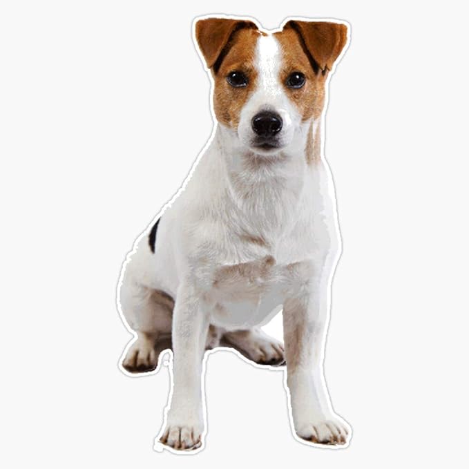 Amazon.com: Jack Russell Vinyl Waterproof Sticker Decal Car Laptop Wall ...