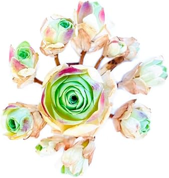 Amazon.com : One Greenovia Mix Cluster, Mountain Rose with Multiple ...