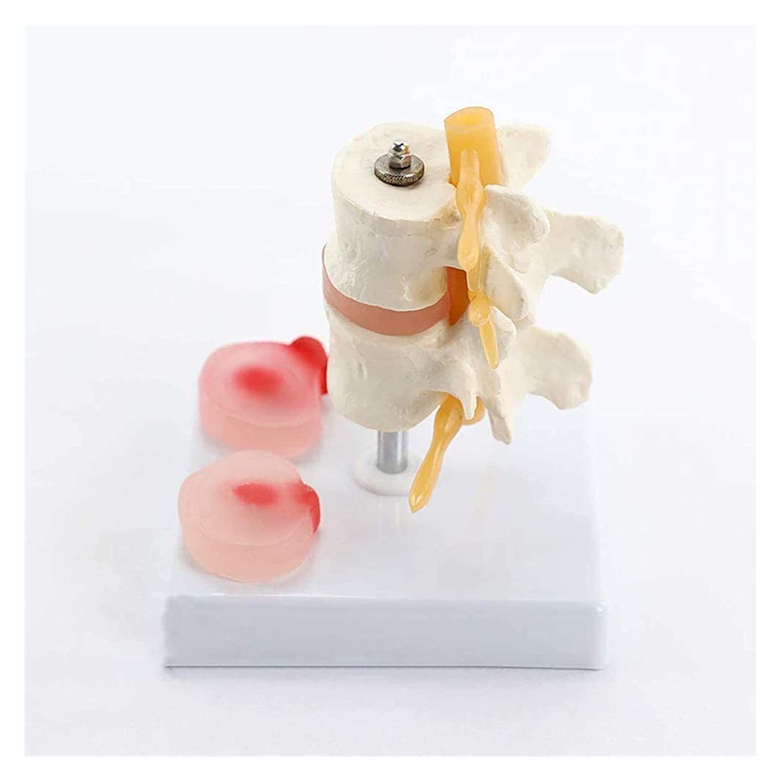 Piaolign Body Model Medical Teaching Model Of Lumbar Vertebral Spine ...