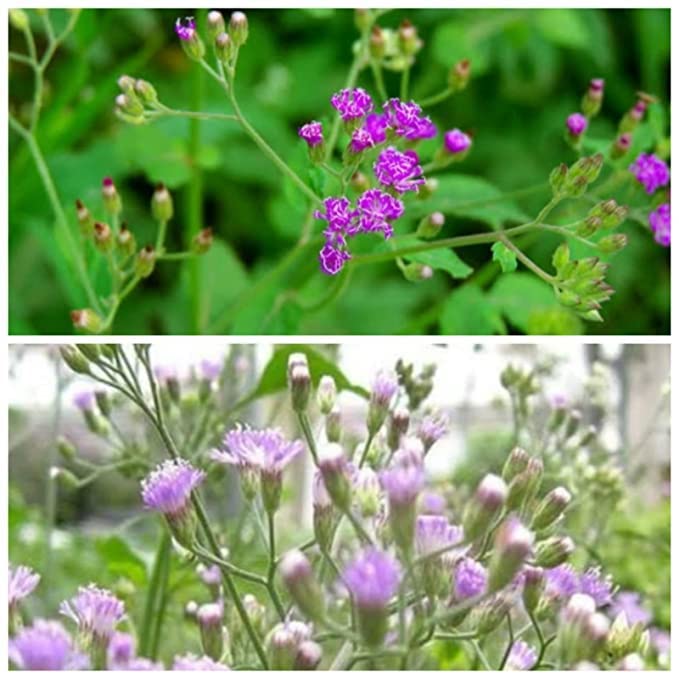 MERLI HERBS Two Different Colour Of Sahdevi Plant Light Purple & Dark ...