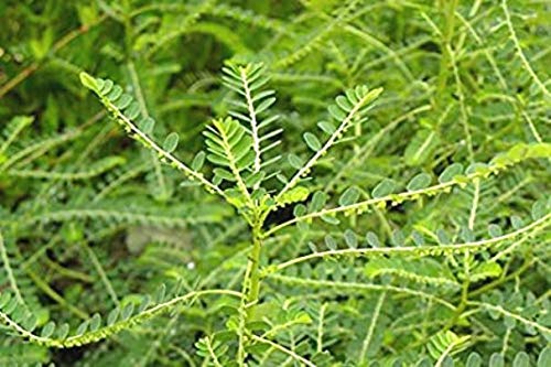 Indiana Phyllanthus Stonebreaker Bahupatra Tamalaki Bhumi amla Jangli ...