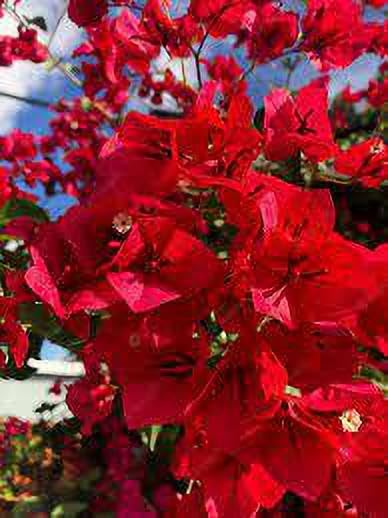 Punarva Bougainvillea Plant : Amazon.in: Garden & Outdoors