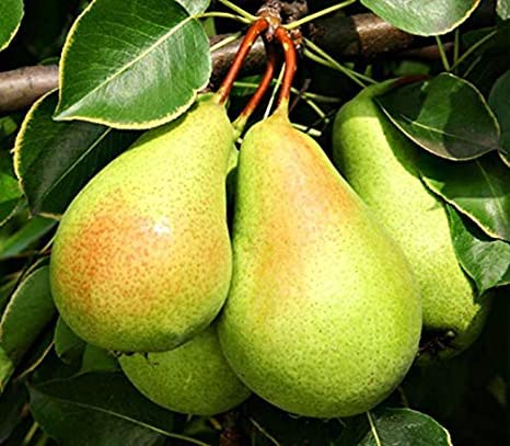 Mphmi Live Plant Nursery NCR Plants Live Babugosha European Pear Fruit ...