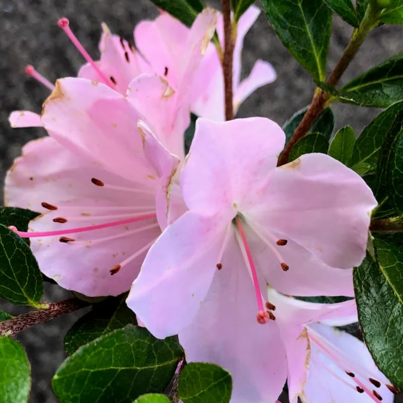 Amazon.com : Pink Azalea Rhododendron Plant Live in 4 Inch Pot, Azalea ...