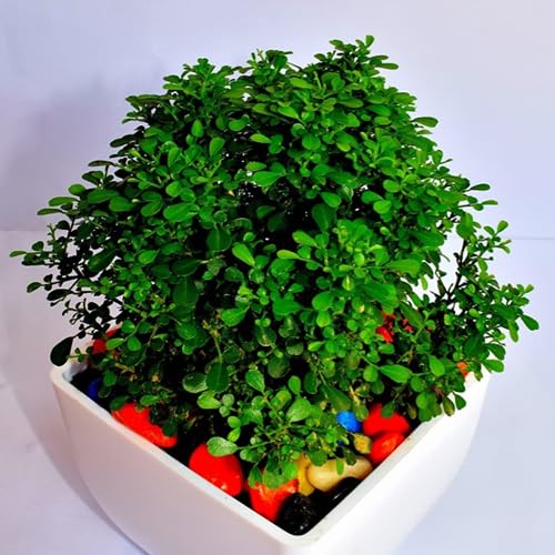 Table Kamini Dwarf Kamini (Murraya Paniculata) without pot 1 Live ...