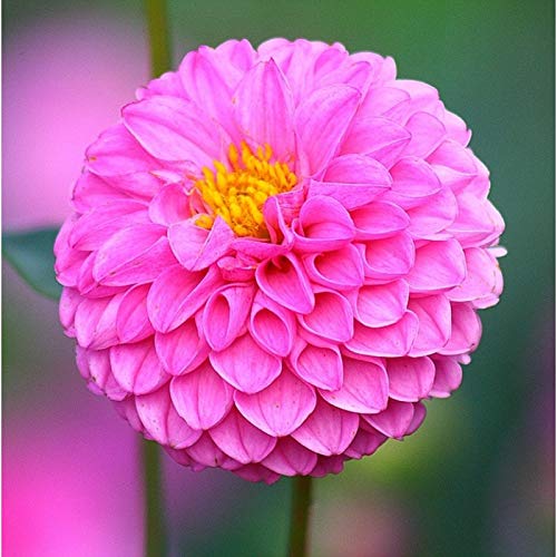 Mphmi Seedless Plant Flower Plants Dahlia Pink : Amazon.in: Garden ...