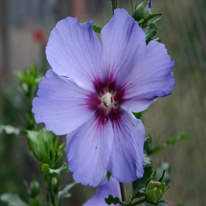 NANDINI GARDEN Purple Colour Hibiscus Joba Gudhal Flower Live Plants ...