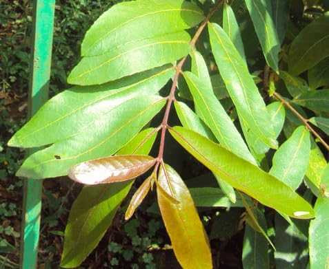 Greenursery Terminalia Arjuna Medicinal अर्जुन फल Plant Maruthu ...