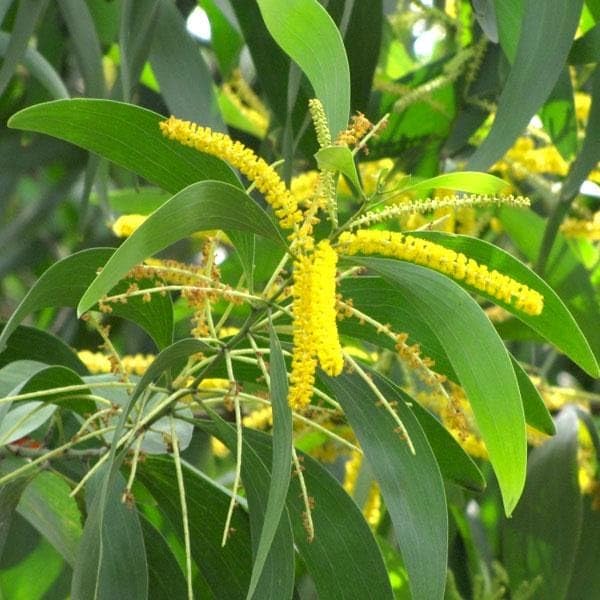 Mphmi NCR Live Plants Acacia Auriculiformis, Australian Babul - Plant ...