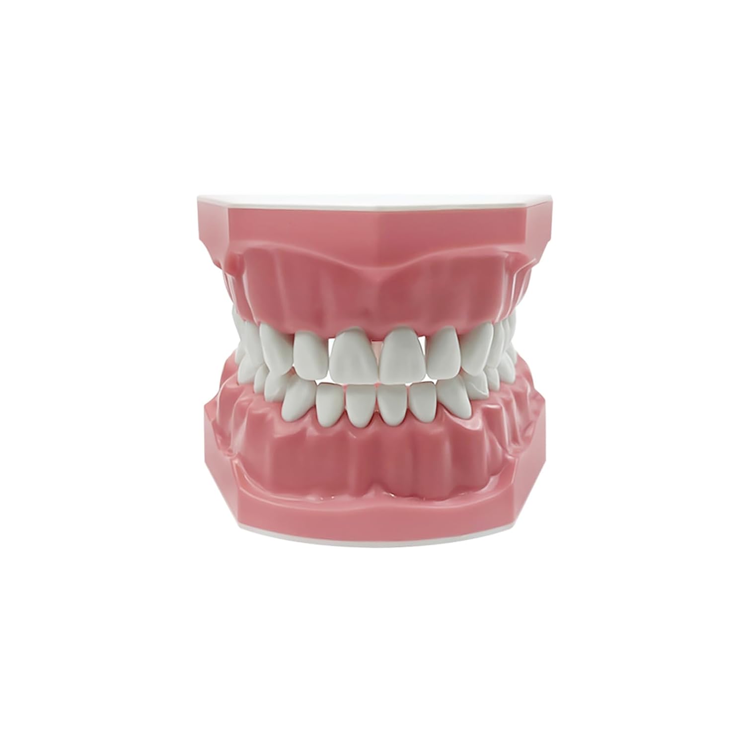Dental Teeth Typodont Model, YOUYA DENTAL Teeth Australia | Ubuy