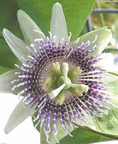Passiflora ligularis - How to grow & care