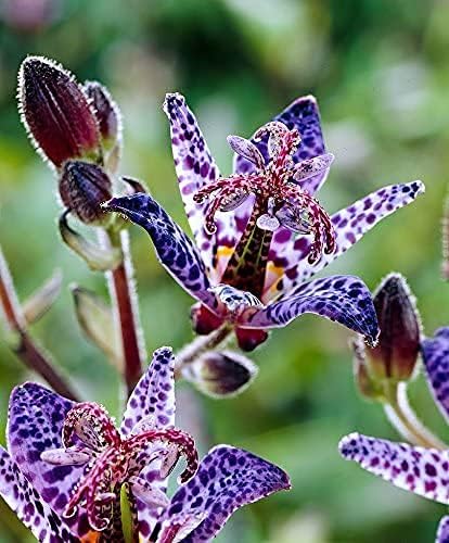 Amazon.com : SAVOIR Blue Wonder Toad Lily (Hardy Japanese Lily) 100 ...