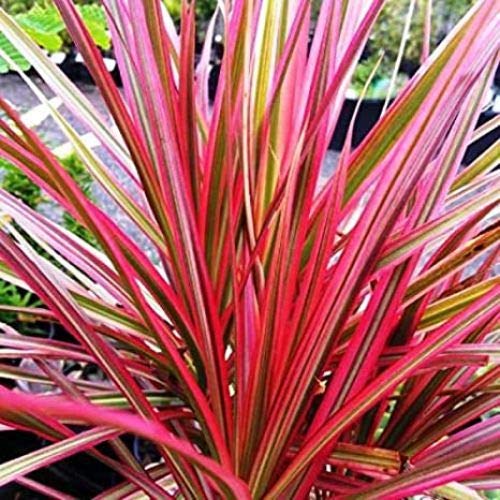 BIGBCART Dracaena Colorama Red Dracaena Marginata Colorama Tri Color ...