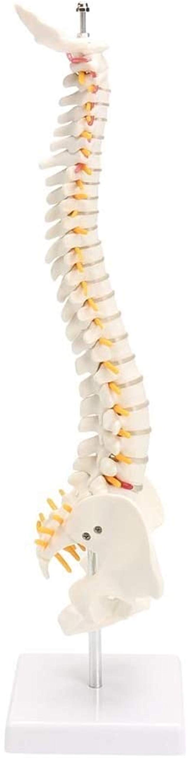 Medical Anatomical Spine Model at Angel Alvarado blog