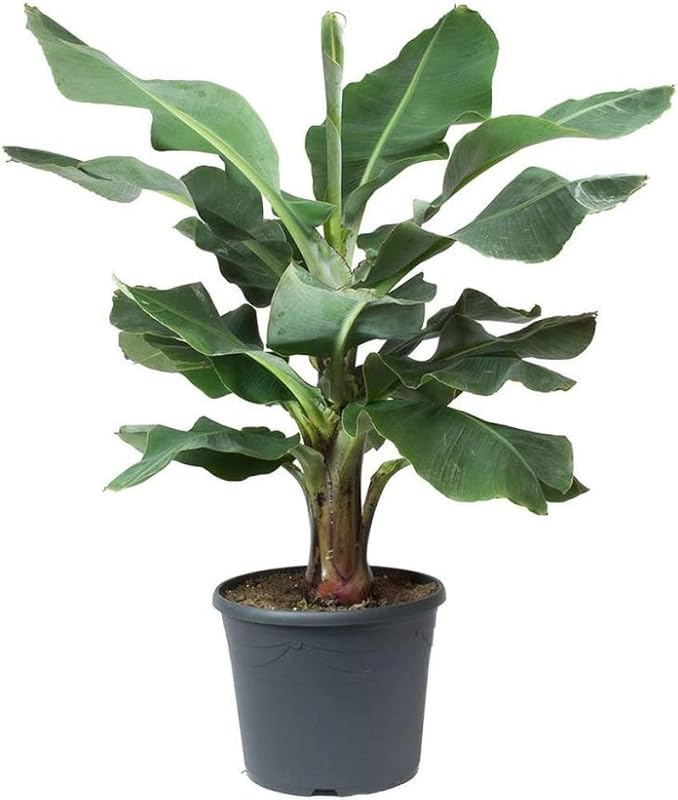 Indian Grand nine G9 Banana Fruit Plant Kela Tree Live Plant Original ...