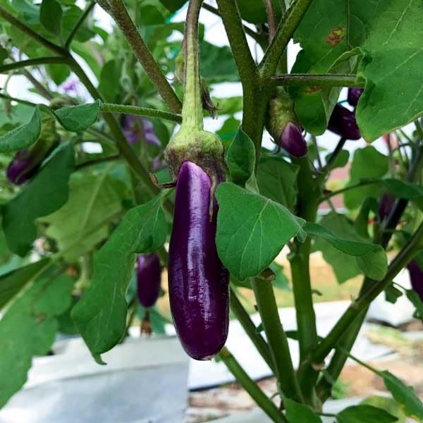 Brinjal seeds all varieties, all varieties seeds of brinjal (Pack of ...
