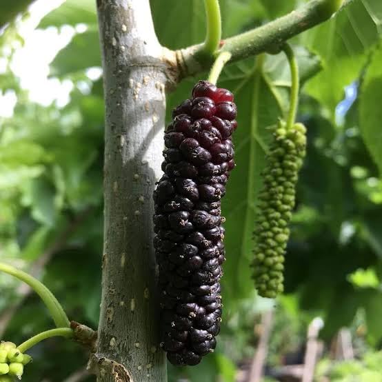 Mulberry Fruit Plant Tree Hybrid Variety, 1 Plant with Grow Bag ...