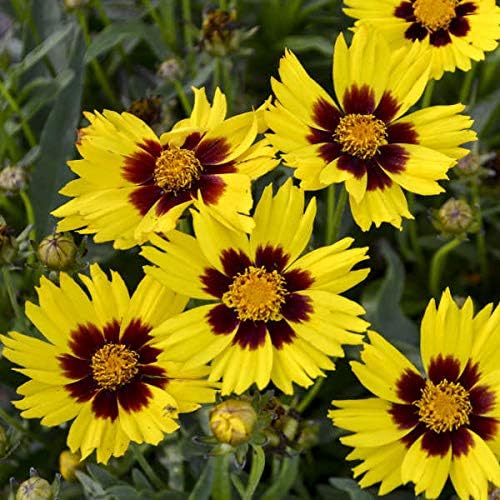 Coreopsis Grandiflora, 6 Hardy Perennial Plug Plants : Amazon.co.uk: Garden