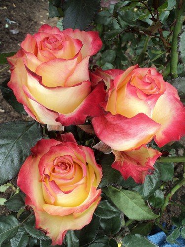 Amazon.com : 100 Fresh Bi-Color Yellow Roses | 50 cm. long (20 ...