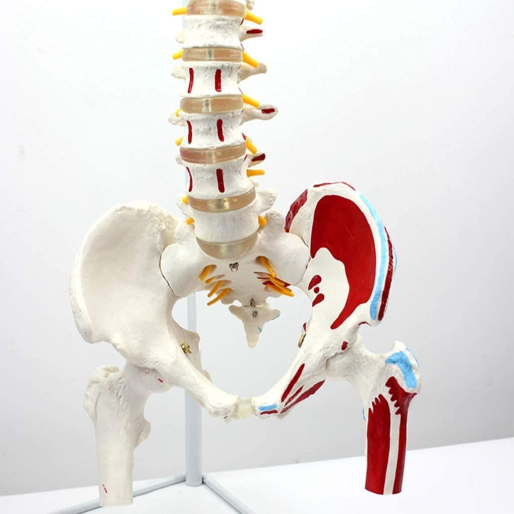 Buy Study Model Assembly Educational Model Anatomical Spine Model ...