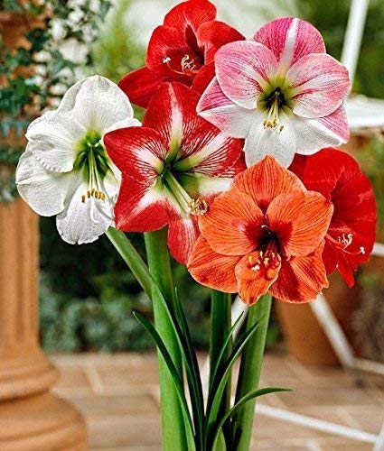 Kraft Seeds Angan Amaryllis Lily Flower Sow and Grow Fresh Healthy ...