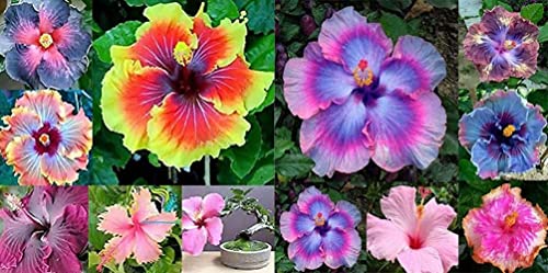 Hibiscus trionum - How to grow & care