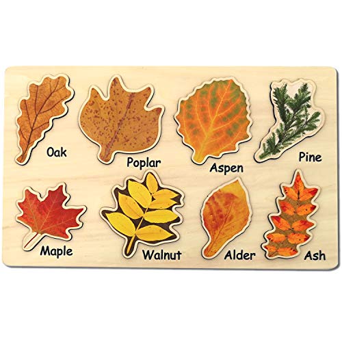 Easy Fall Leaf Science Experiment: Exploring Colors & Chlorophyll with ...
