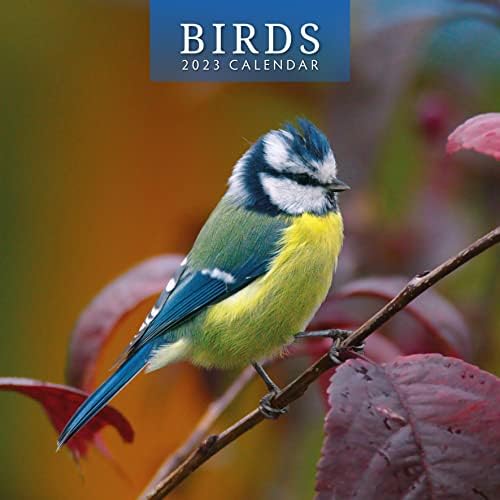 Amazon.com: 2023 Birds Monthly Wall Calendar by Red Robin Calendars 12 ...