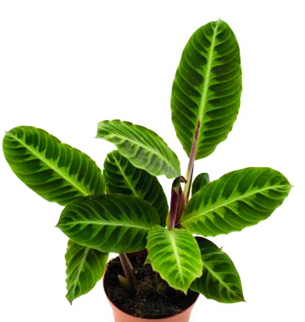The Four Seasons Calathea Warscewiczii Jungle Velvet Rare Imported ...