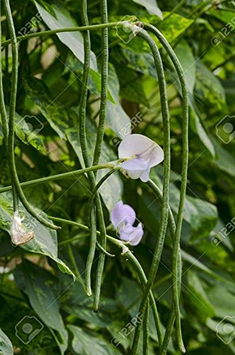 Arlo Vegetable seeds Long Bean - Borboti - Barbatti- Cowpea Vegetable ...